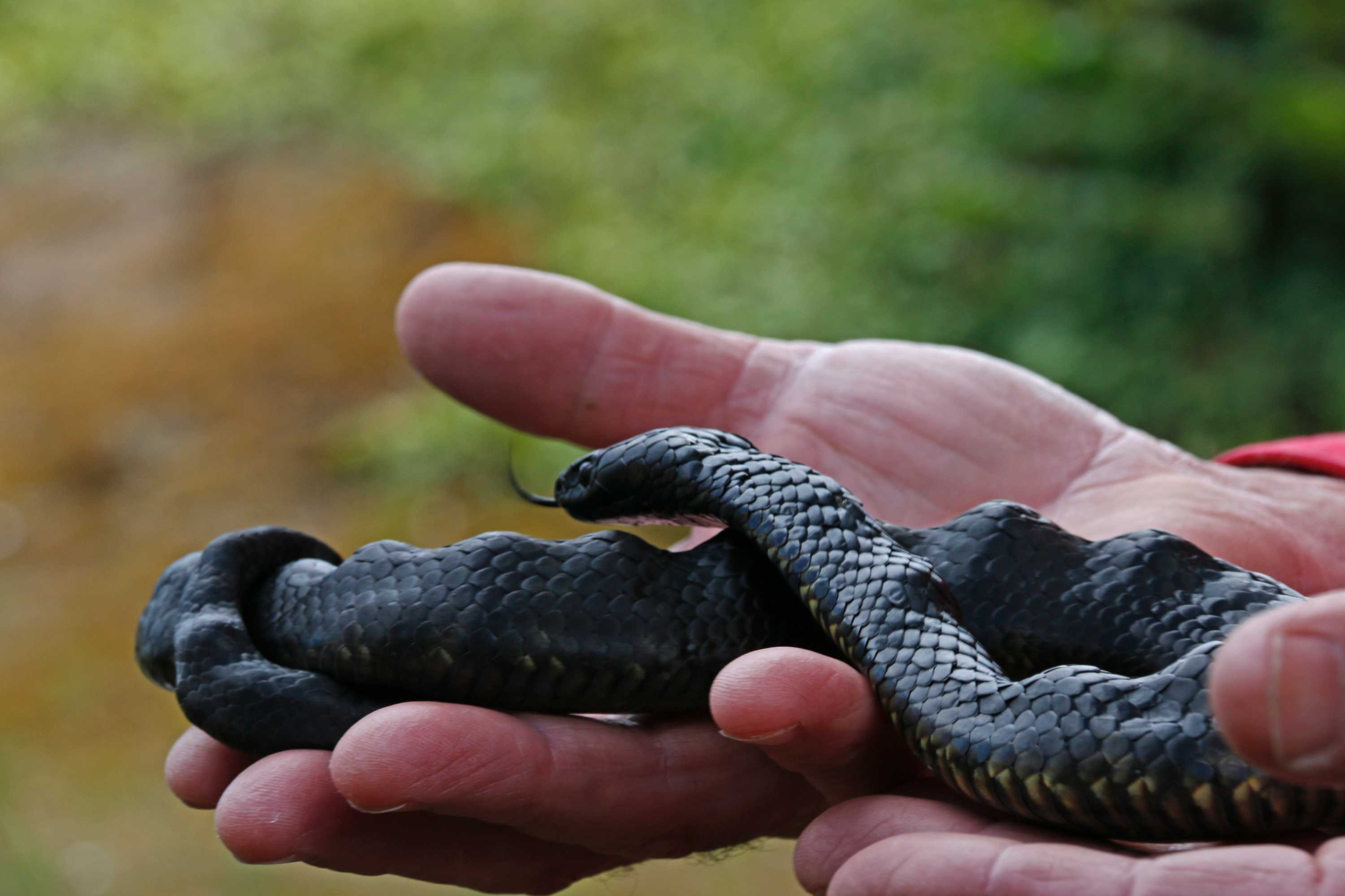 'Lumpy' snake handler blames loss of finger on theft of world-famous ...