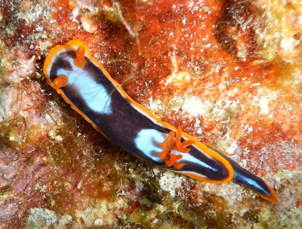 Discovery of new species of sea slugs in the Indo-Pacific excites ...