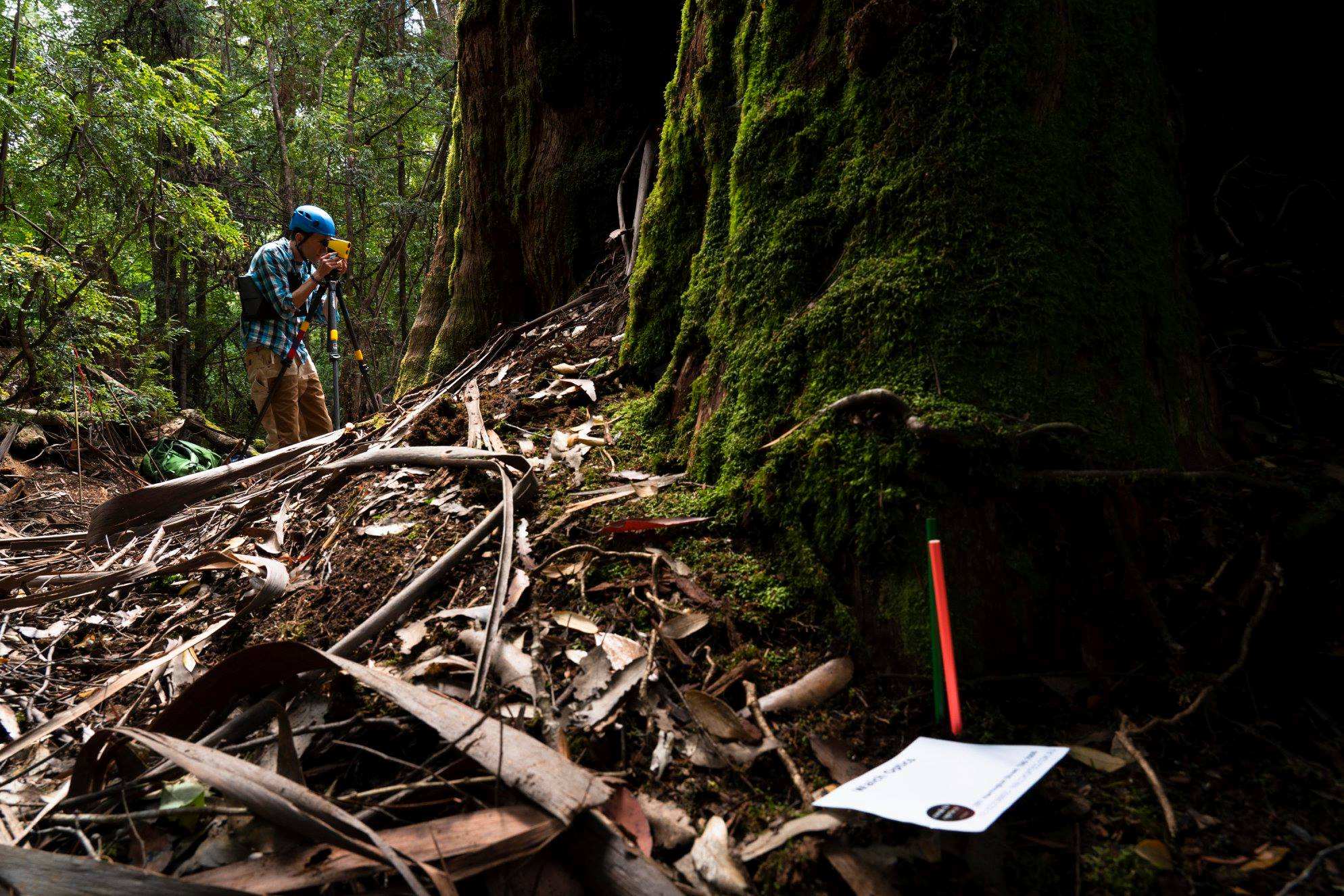 Tall tree Centurion passes 100-metre mark, creating milestone for ...