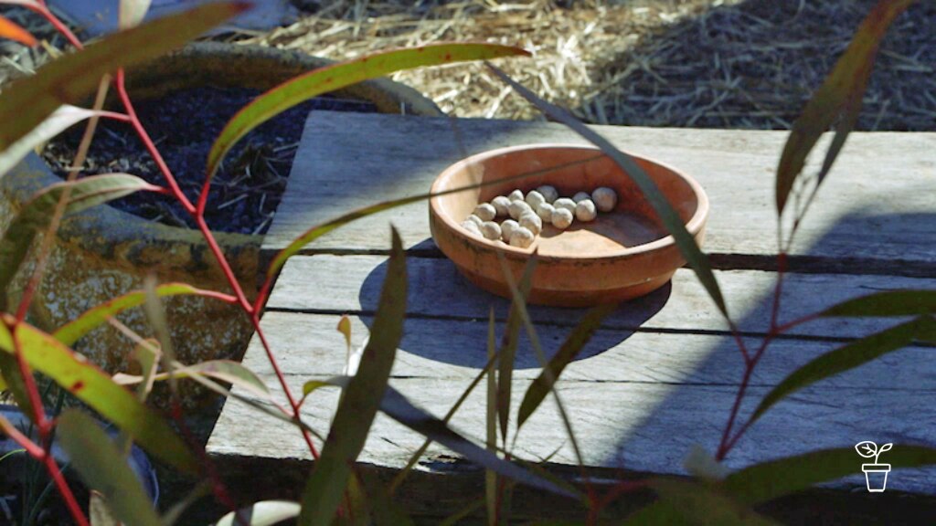 Clay Seed Balls | Seed Bombs | Seed Scats! - Gardening Australia