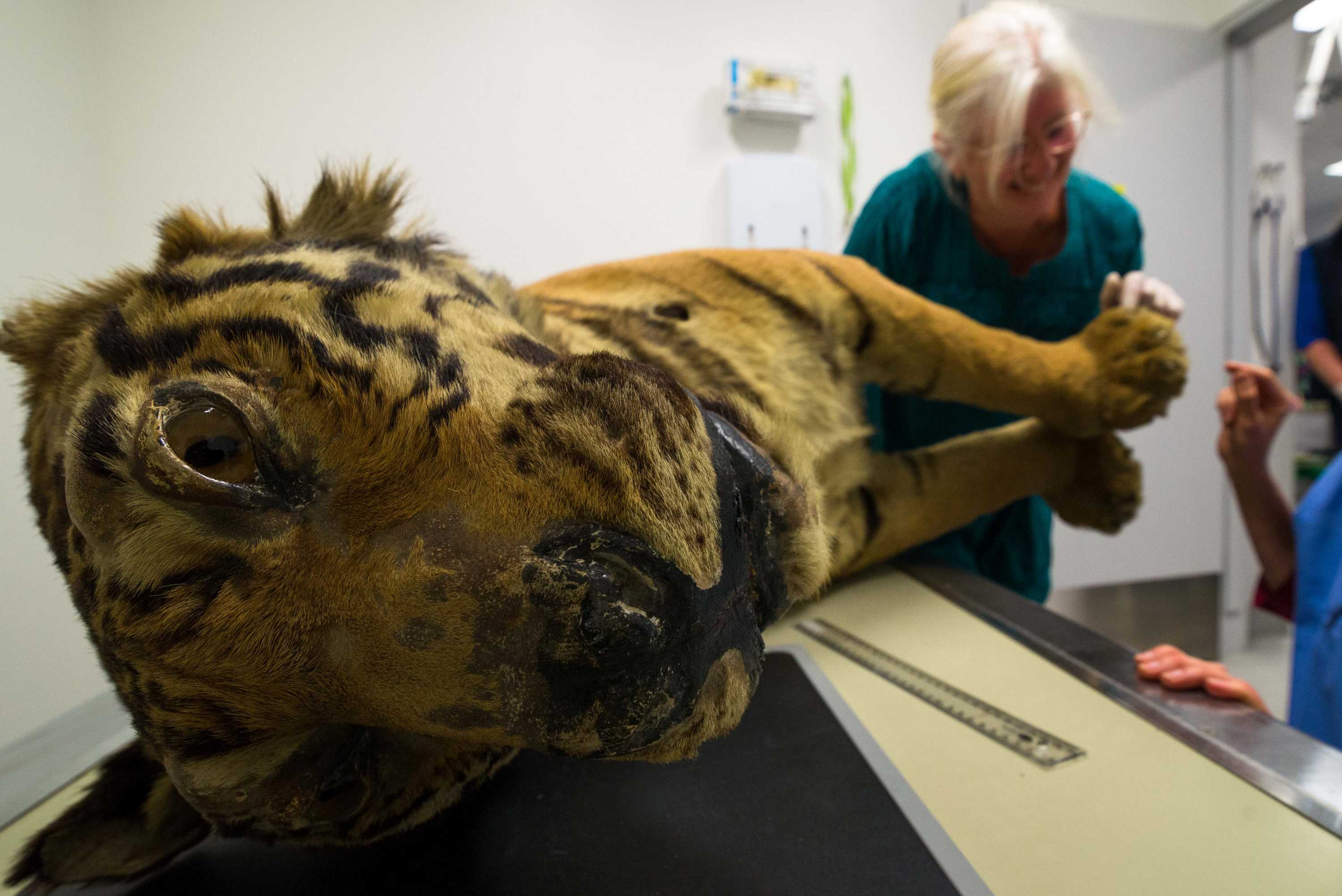 Bengal tiger taken to Hobart vet for X-rays becomes lesson in ancient ...