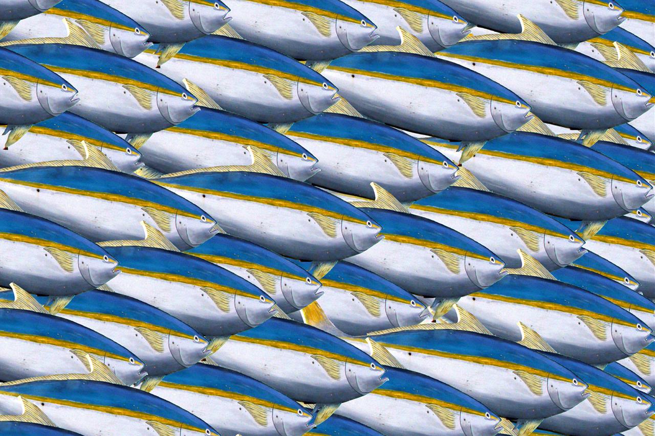 Kingfish dying from infection - ABC News