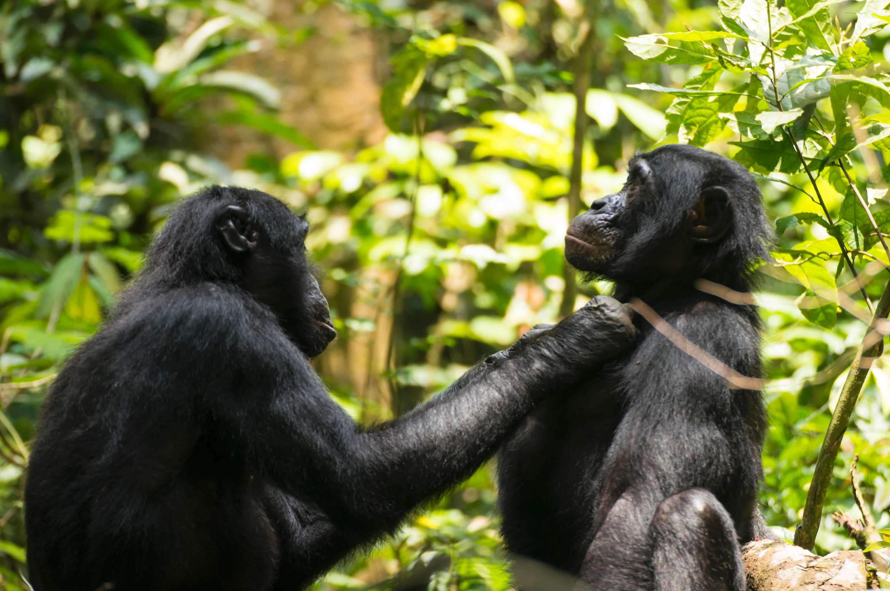 Bonobos suffer from failing eyesight as they get older - ABC News