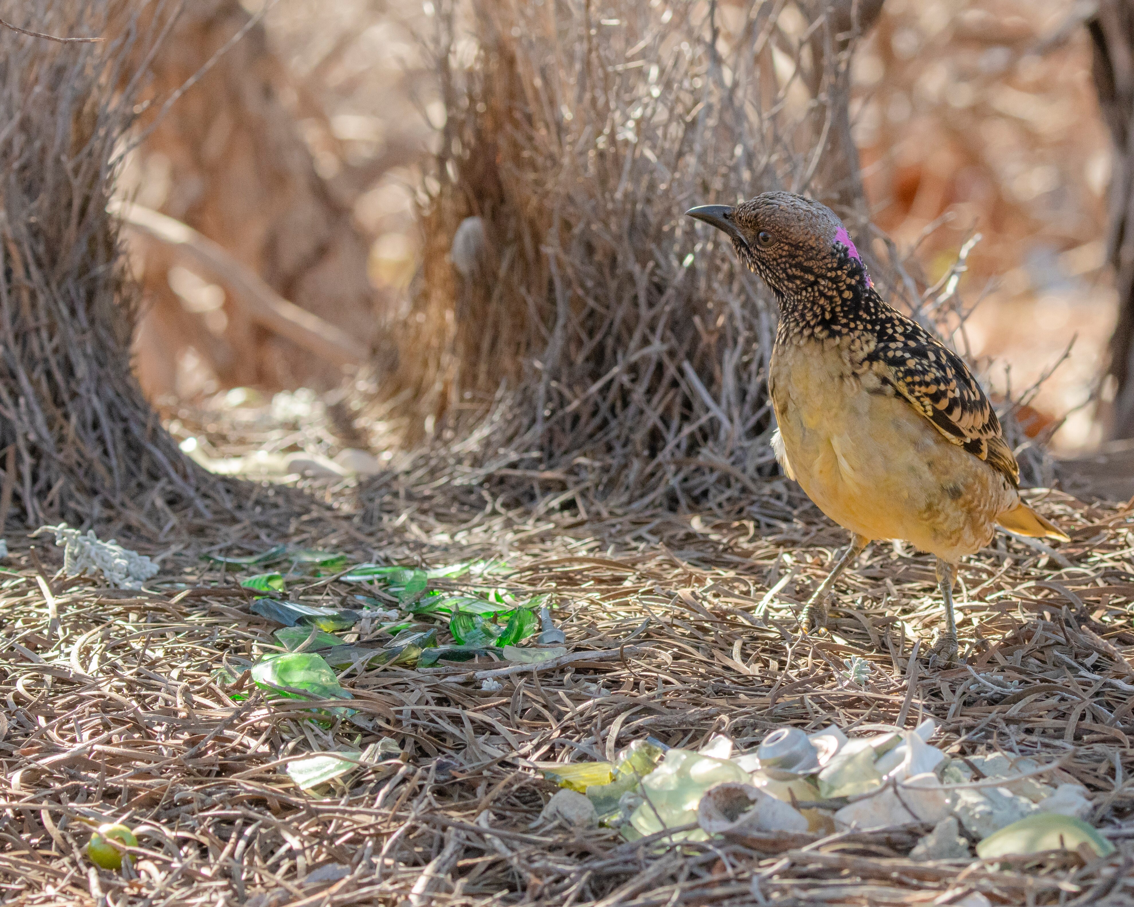 No blues for the western bowerbird, but watch out for your nuts and ...