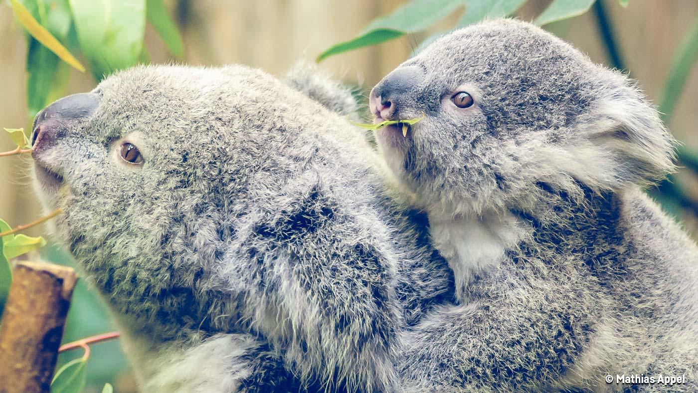 Koala Threat - Behind The News