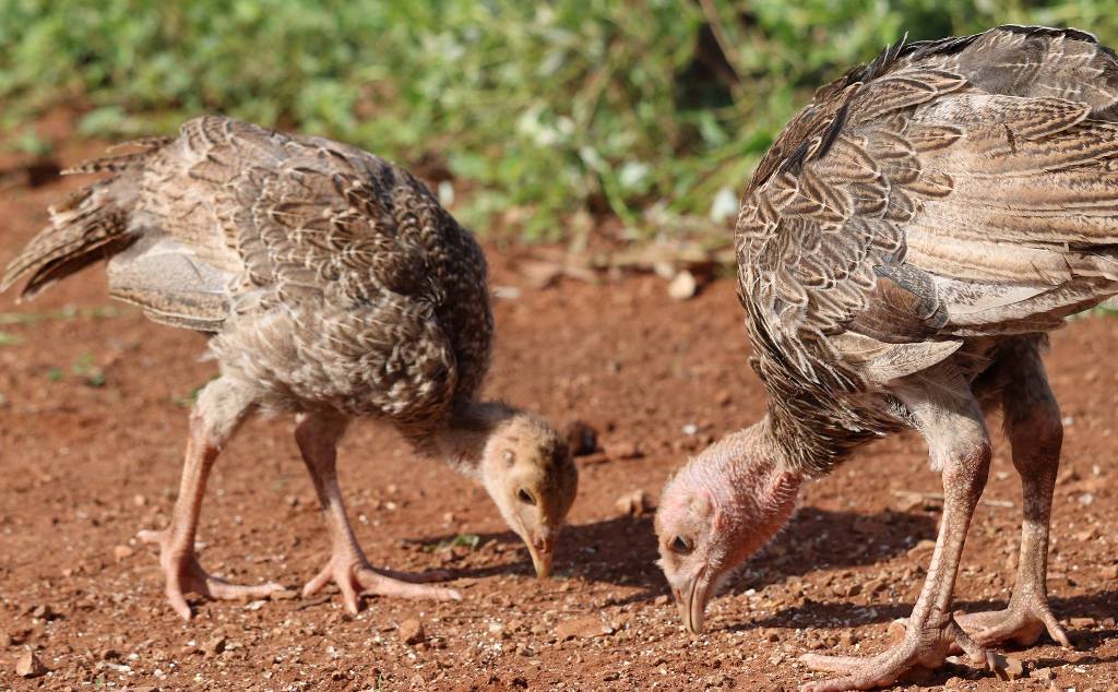 Top End turkeys a hit in the lead-up to Christmas - ABC News