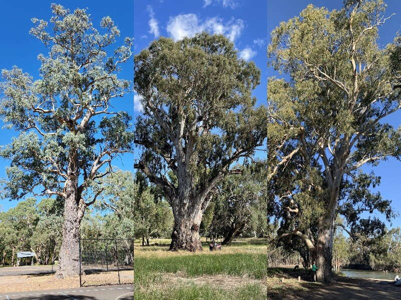 Which will be named 2024 SA Tree of the Year? - ABC listen