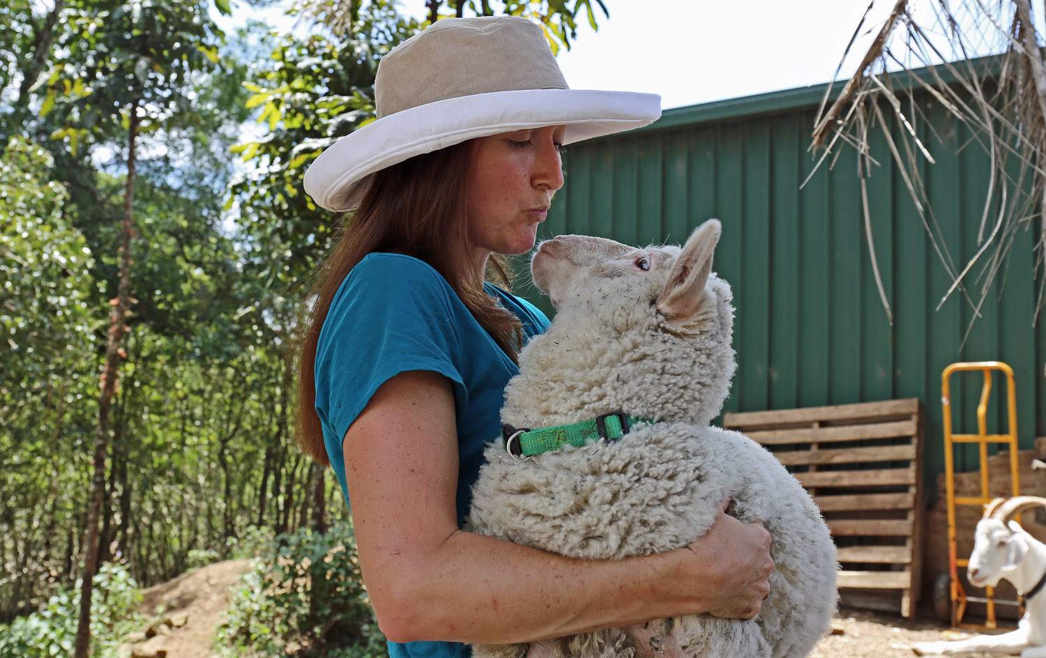 Feminism and farming: Sugarshine FARM gives sanctuary to unwanted ...