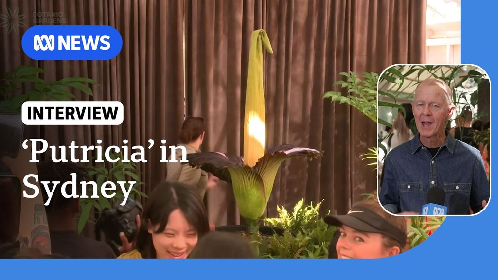 'Wonderful piece of evolution': Stinky corpse flower 'Putricia' blooms ...