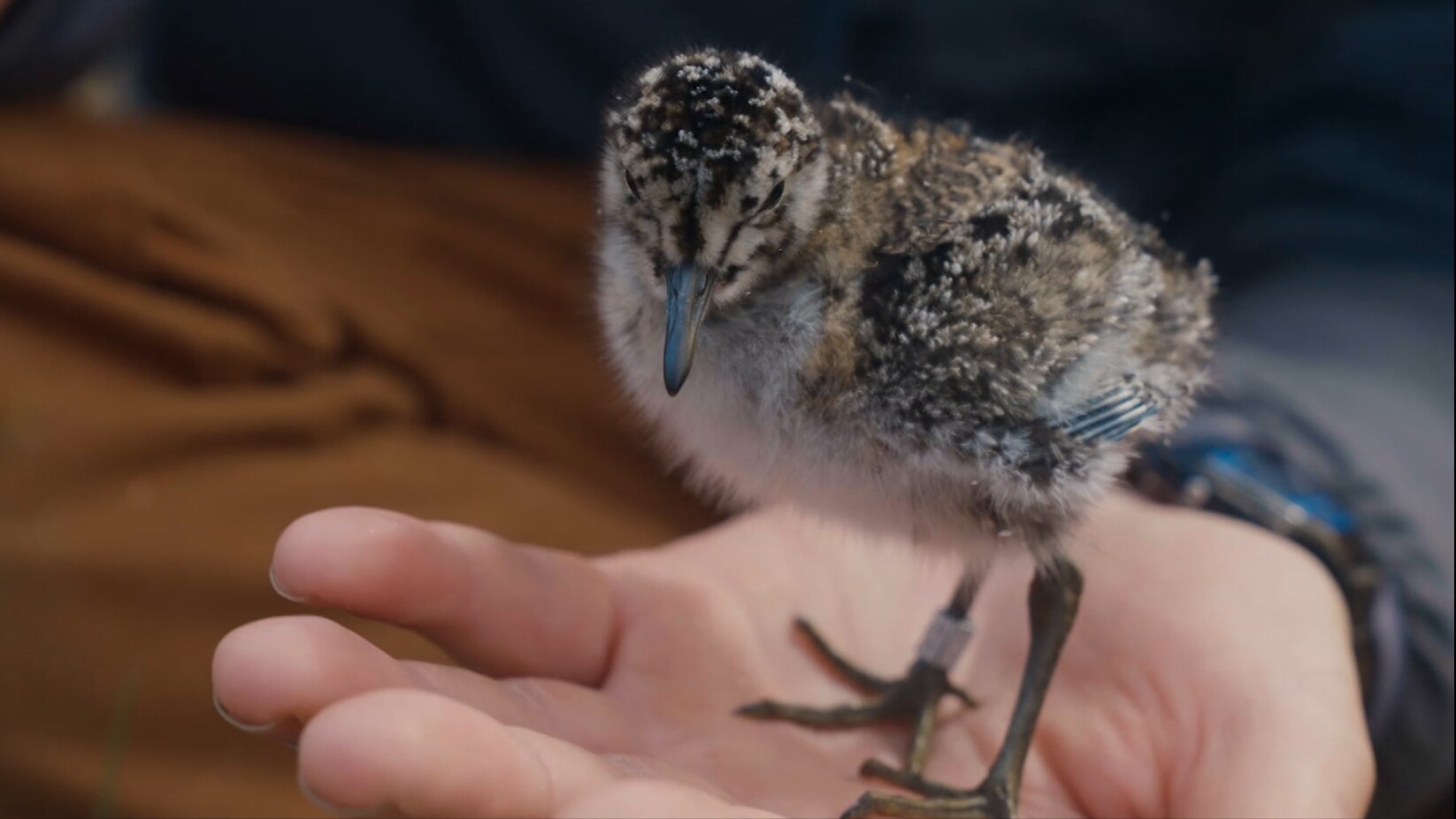 Flyways: Breeding — Red knot nests - ABC Education