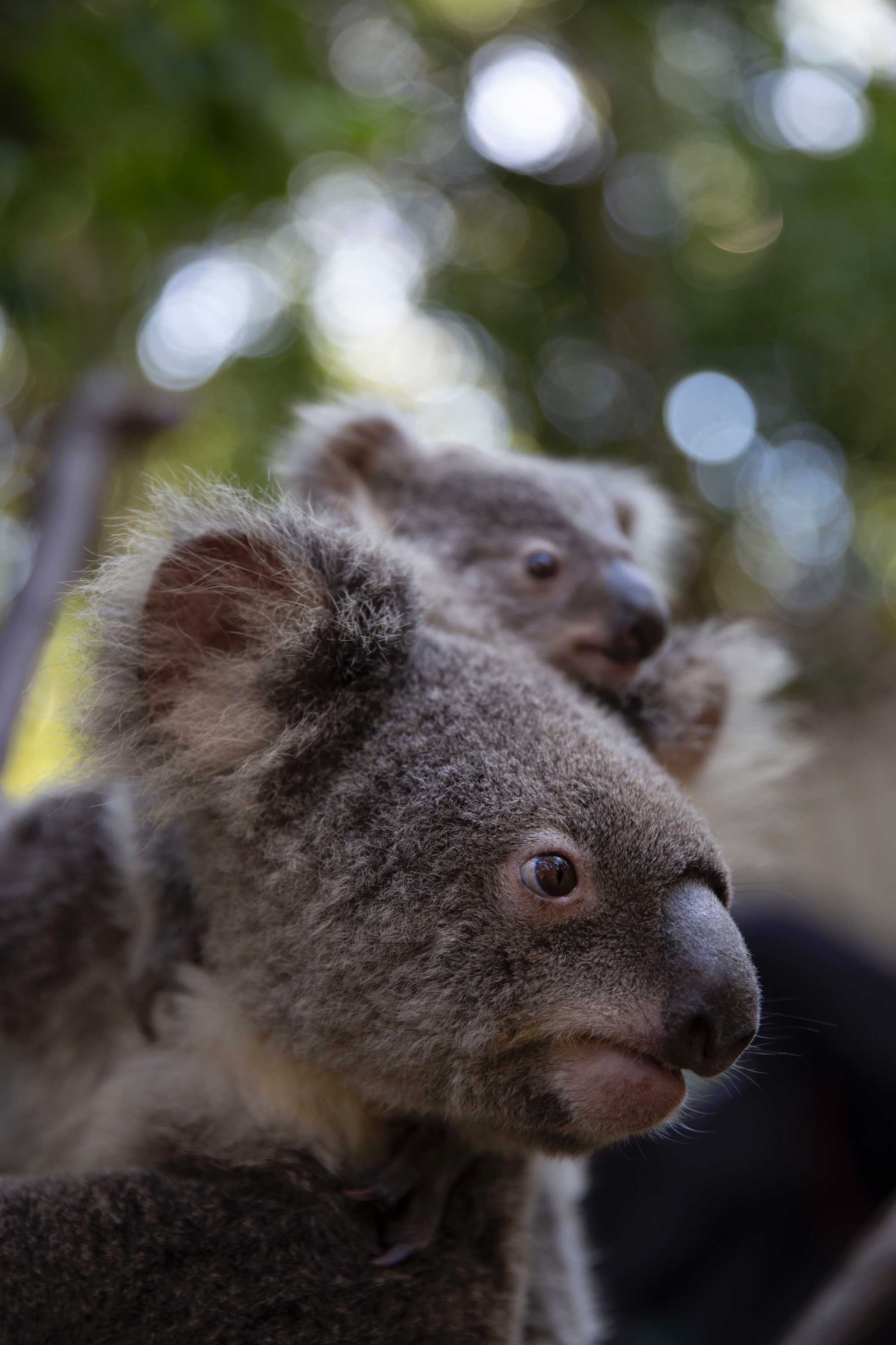 Koala retrovirus leads scientists to discover 'second immune system ...