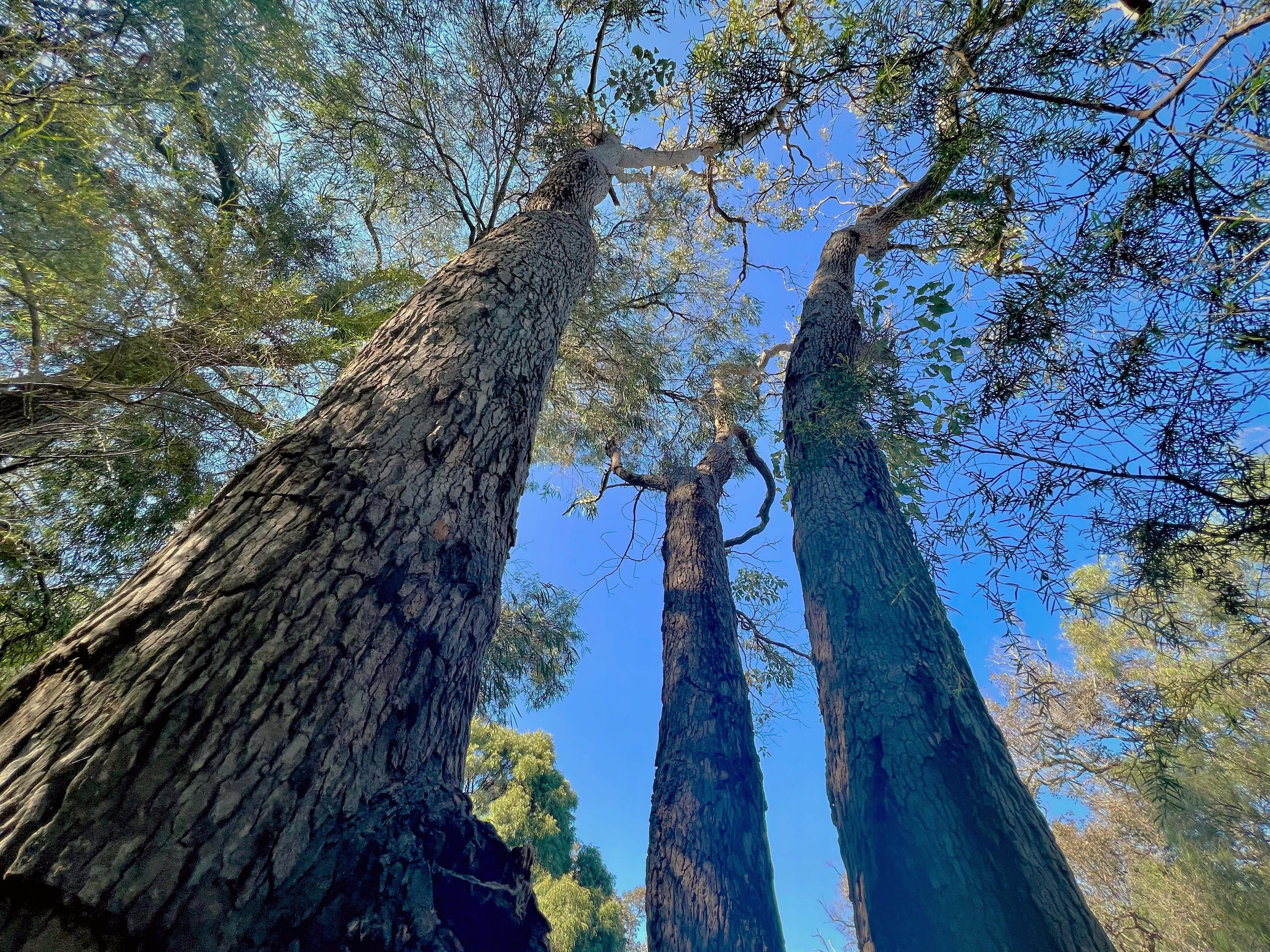 Specially pruned for centuries in WA, marri trees provide a vital ...