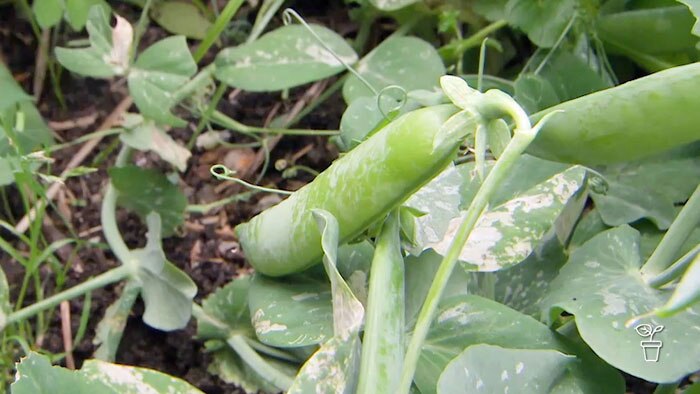 FAQS – Agapanthus stems | Paw Paw from seed | Pea production ...