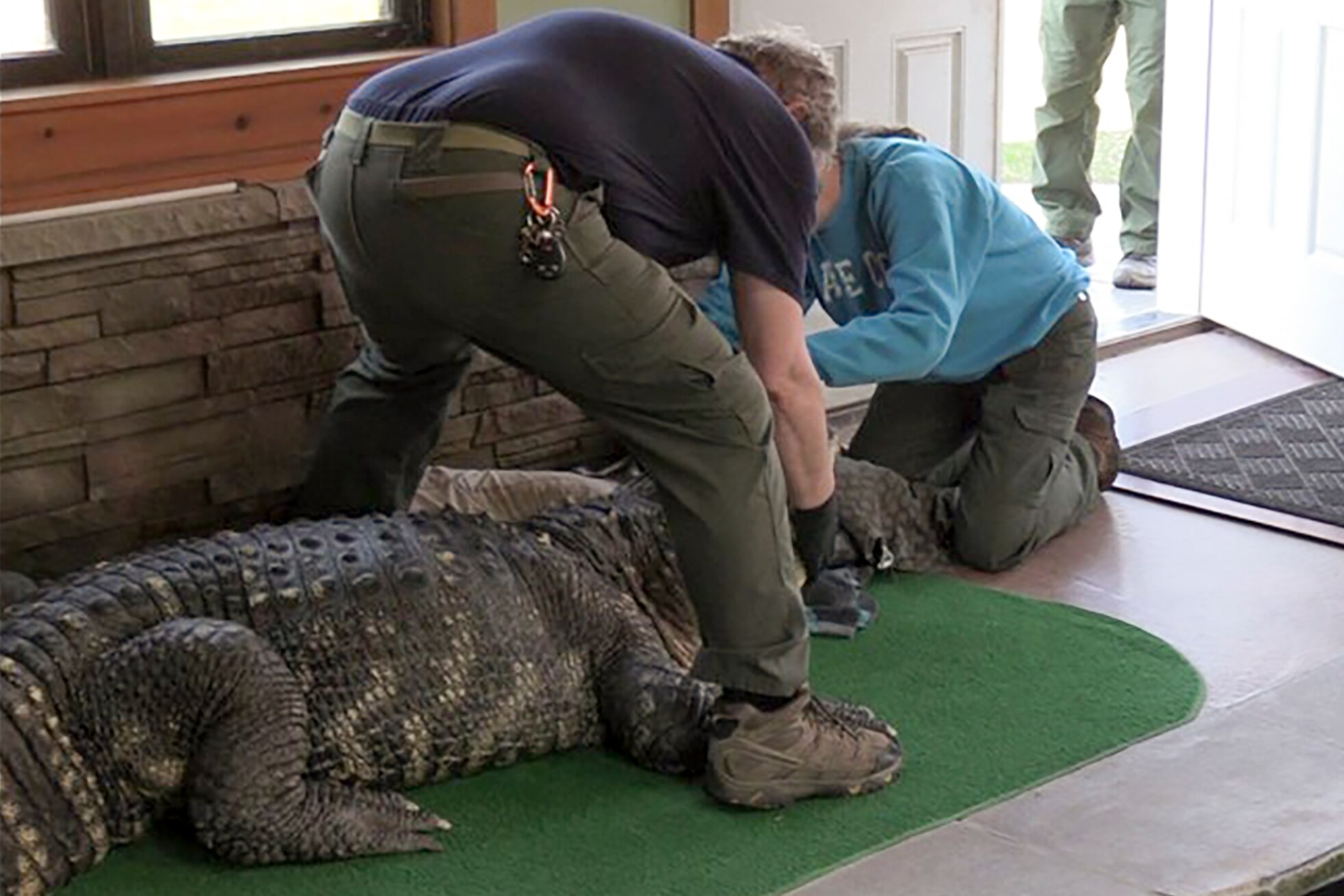 Ailing 340-kilogram alligator seized from New York home where it was ...