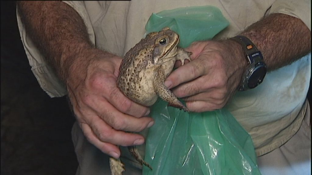 Busting toads - ABC News