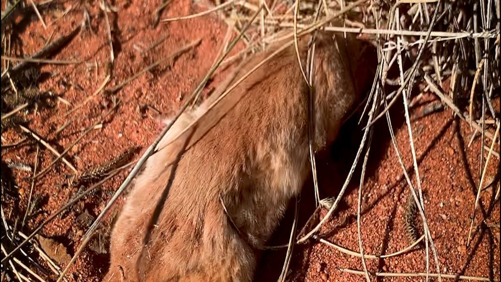The elusive marsupial mole spotted at Uluru - ABC News