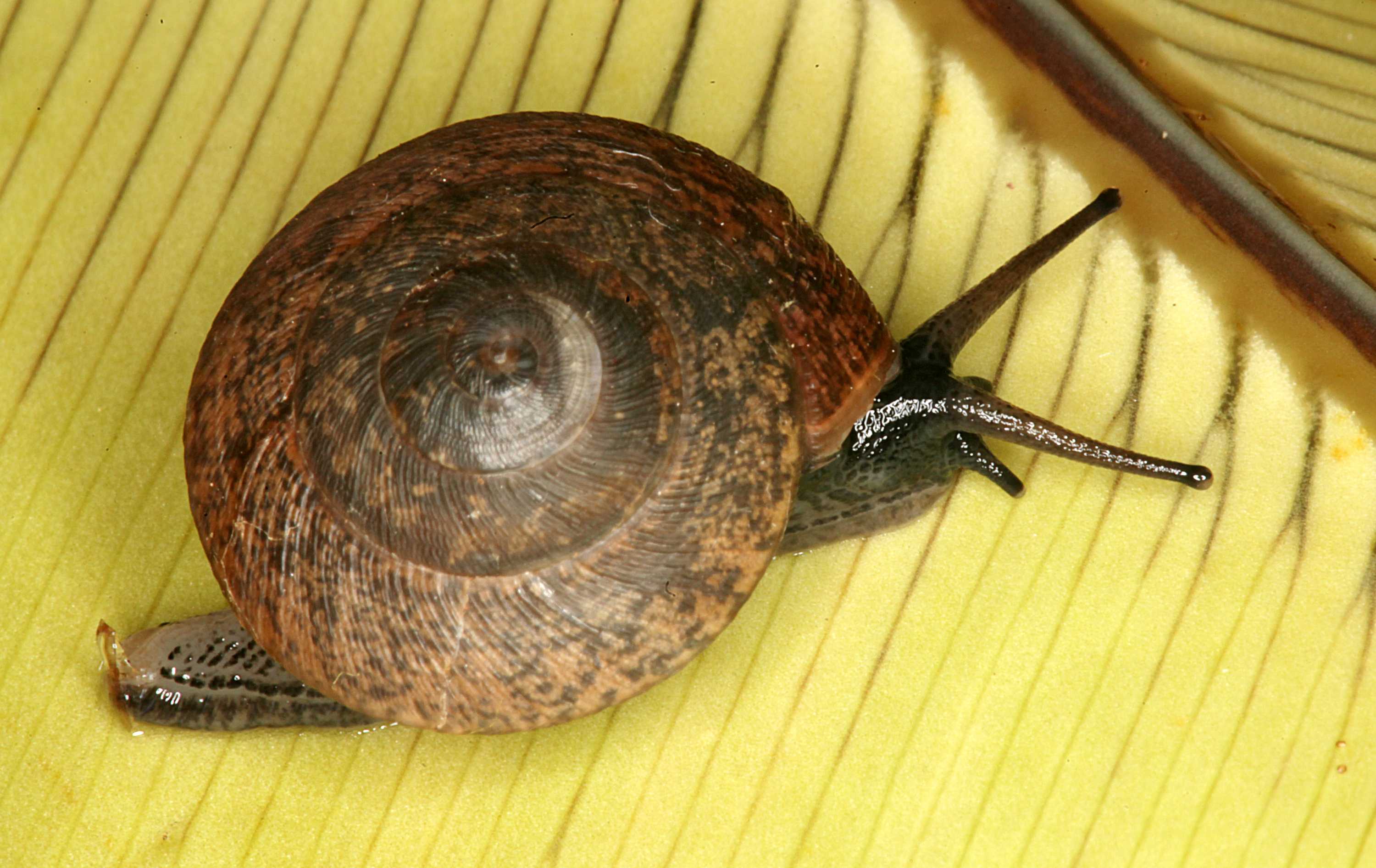 Norfolk Island snail believed extinct since the 1990s rediscovered ...