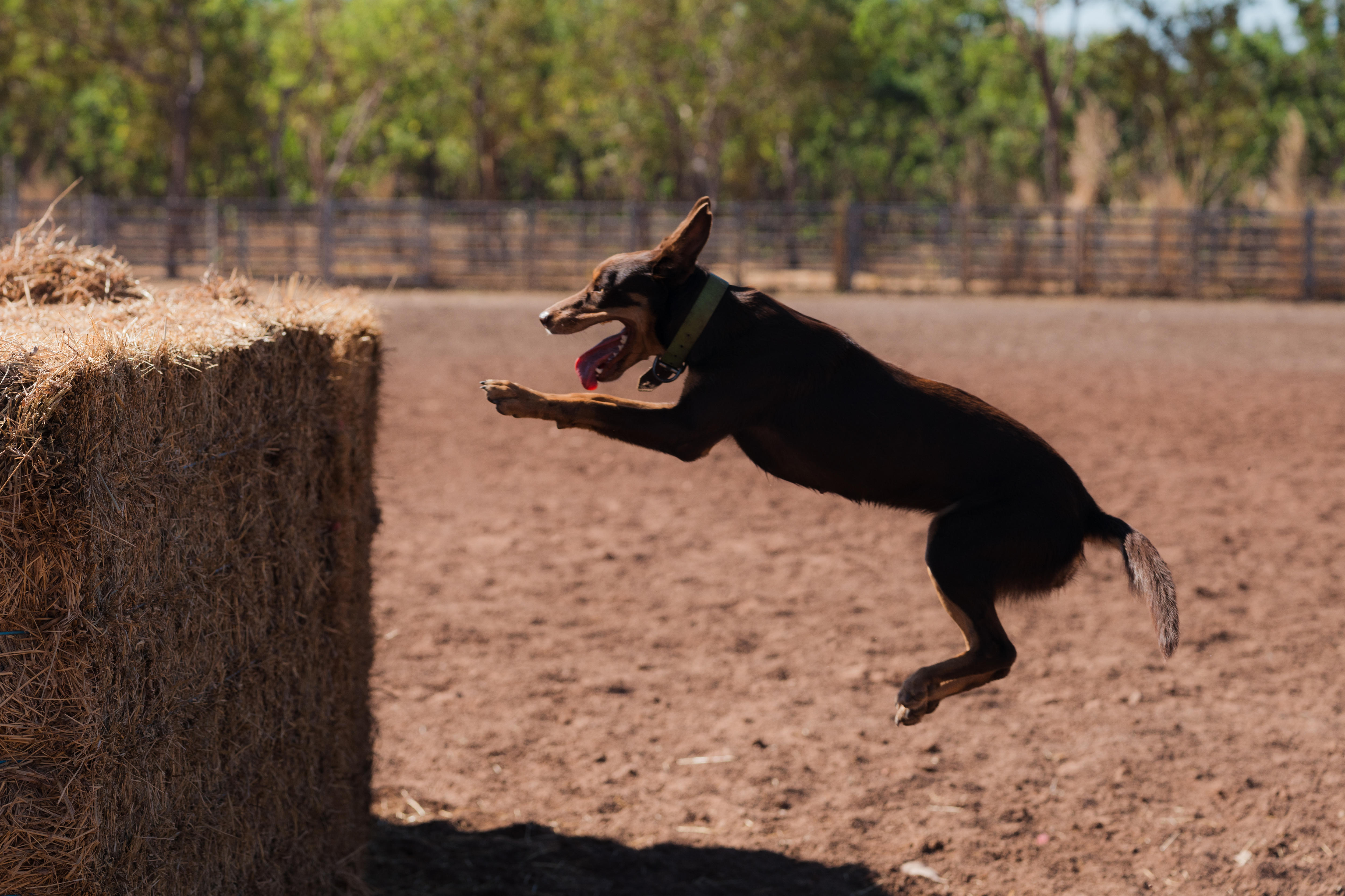 Muster Dogs stars catch us up on life since the series - ABC News