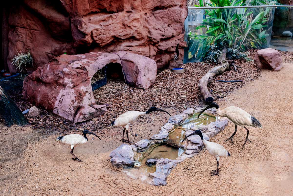 Tickets To See The Bin Chickens - ABC Radio