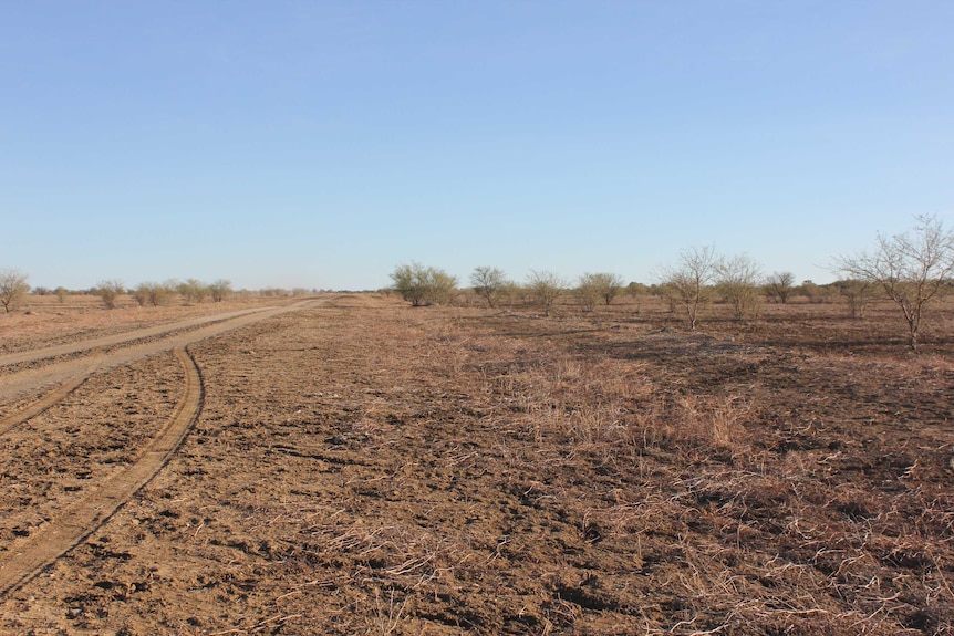 Drought forces organic cattle onto conventional market - ABC News Drought forces organic cattle onto conventional market - ABC News