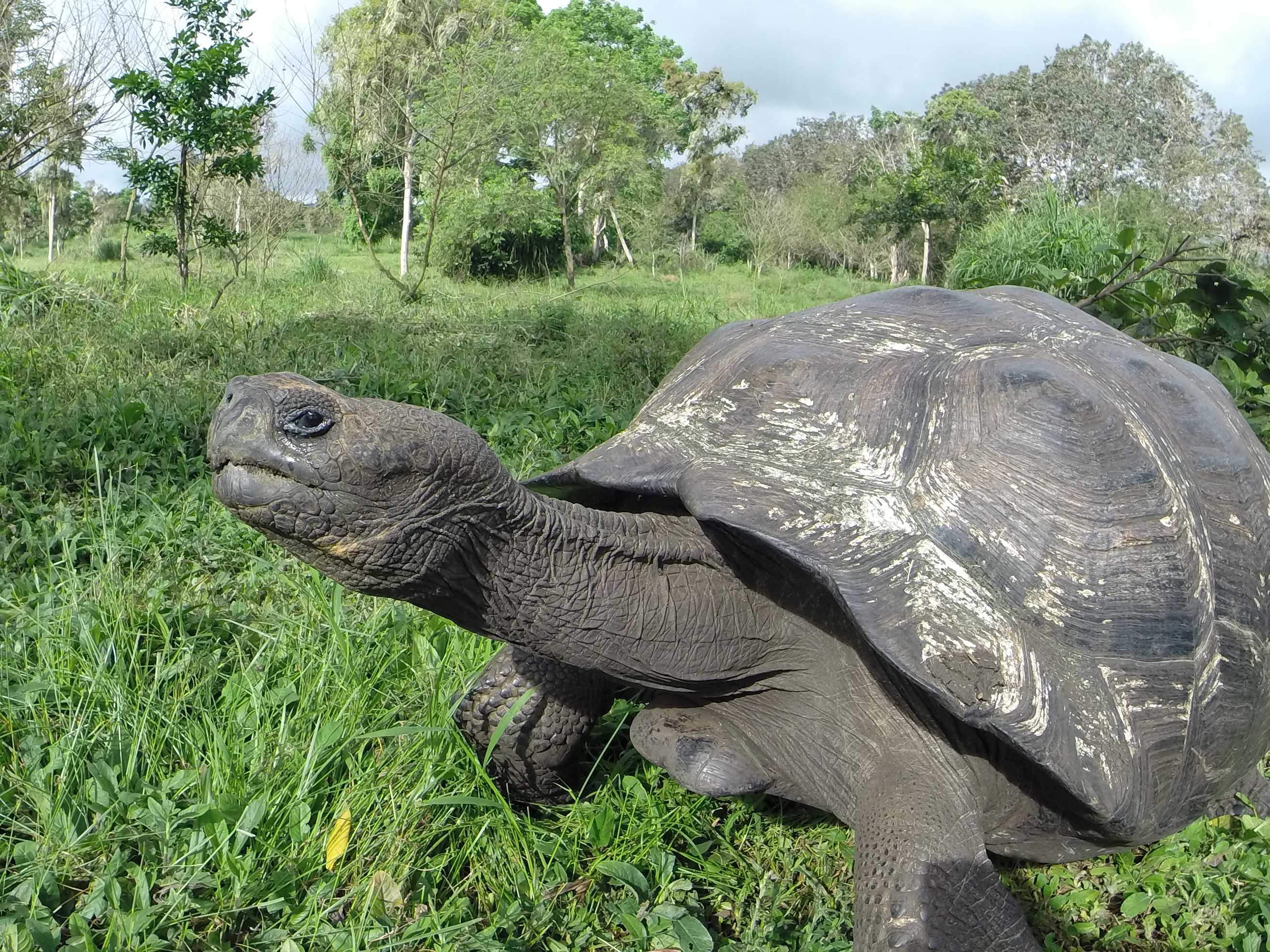 Greenland shark is oldest vertebrate with lifespan of up to 400 years ...