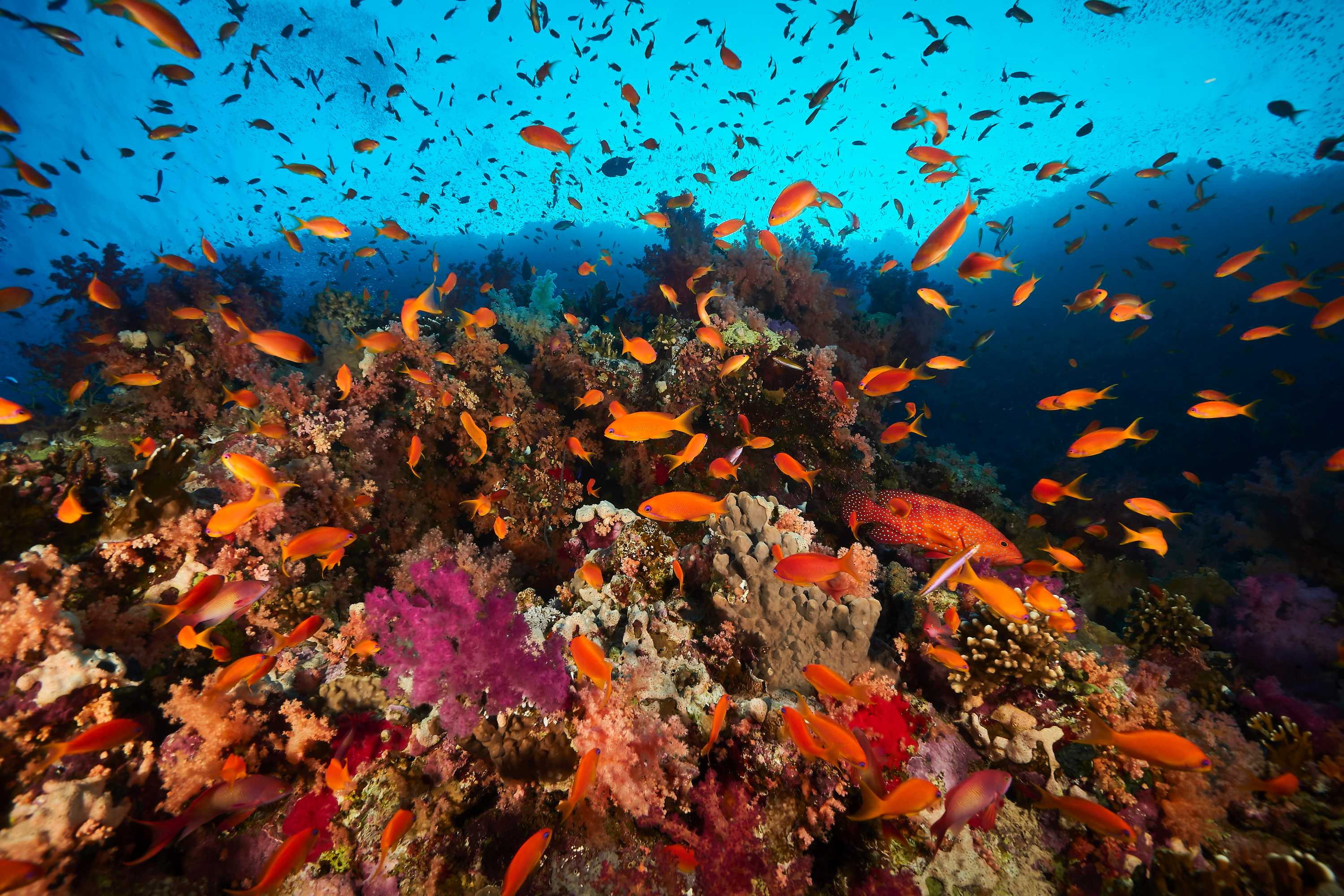 Coral in the Gulf of Aqaba is thriving despite rising sea temperatures ...