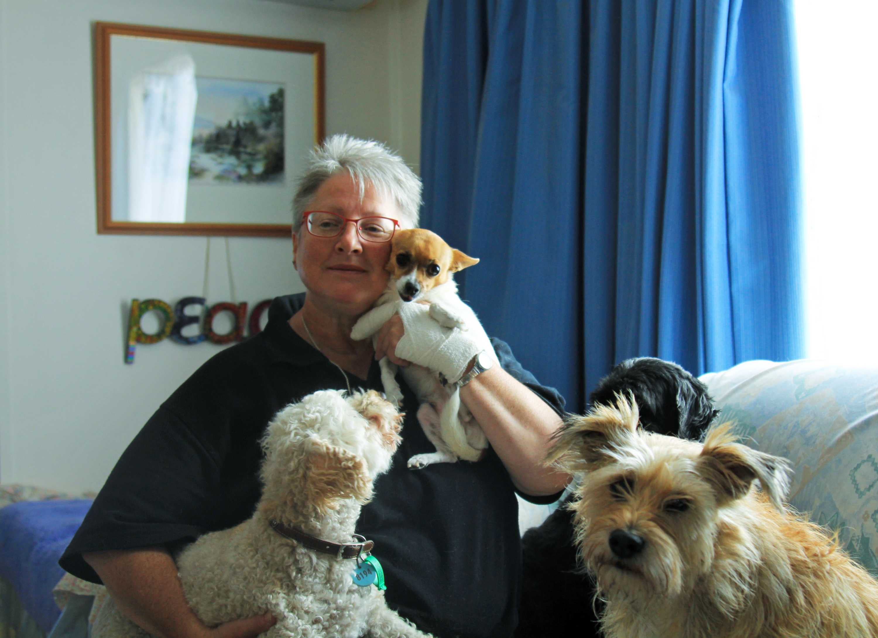 Being a pet taxi driver is a walk in the park for Catherine Case - ABC News