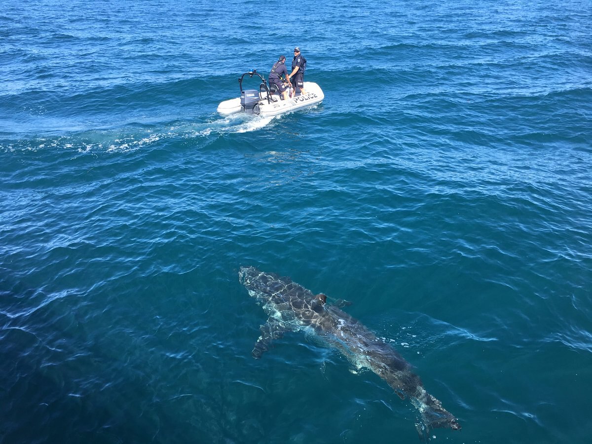 Police put off their game by great white shark off South Australian ...