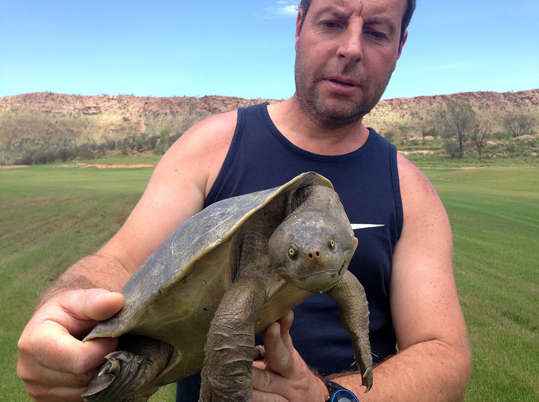 Feral turtles rounded up from Alice Springs Golf Course water hazards ...