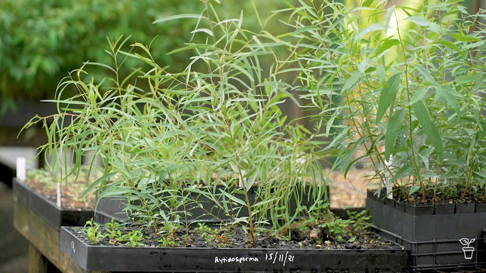 Healing Worimi - Gardening Australia