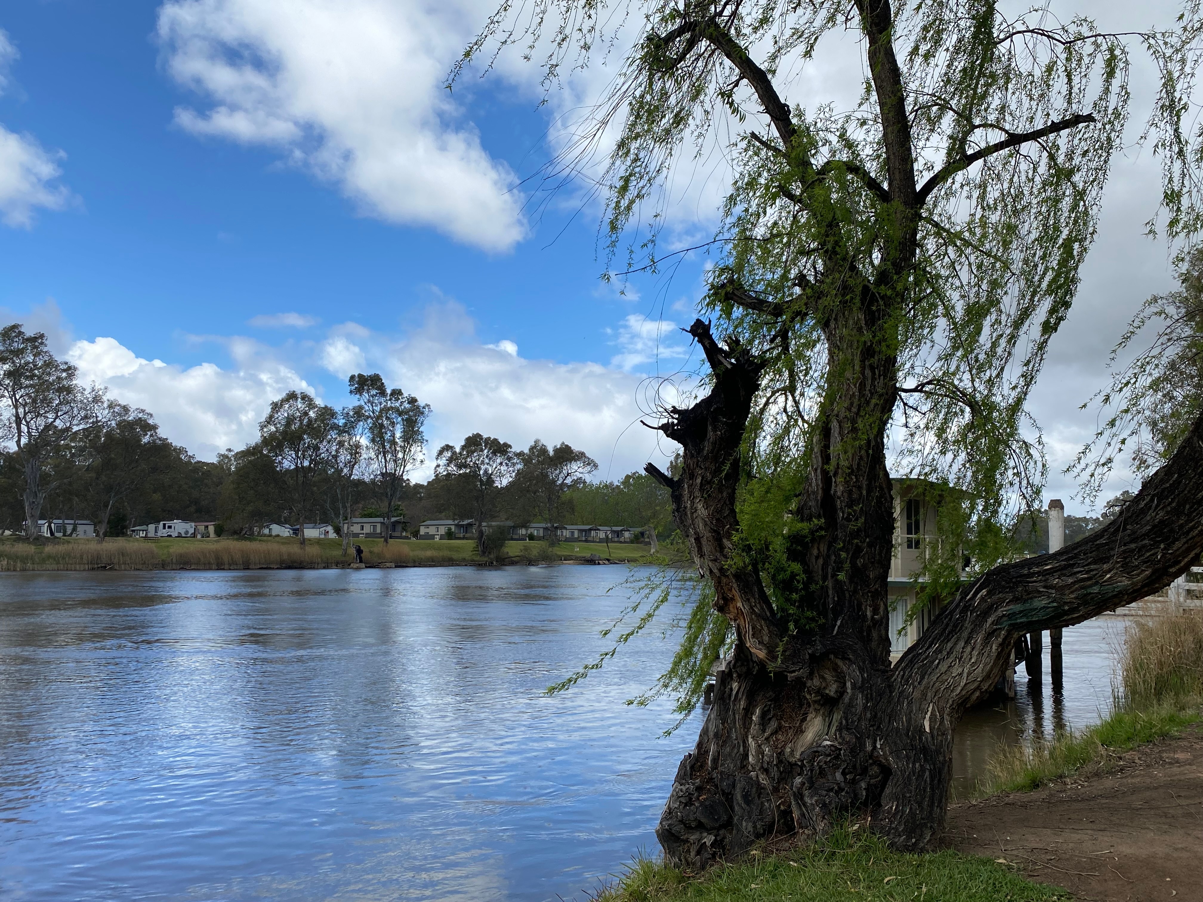Global study finds 98pc of Mildura's tree and shrub species at risk of ...