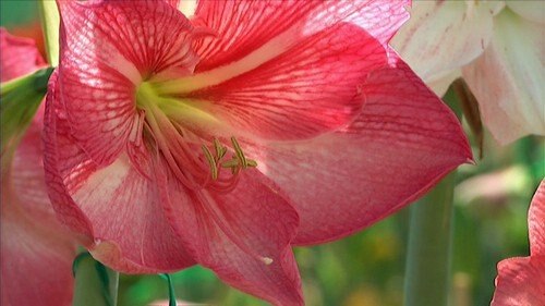 Hooked on Hippeastrums - Gardening Australia