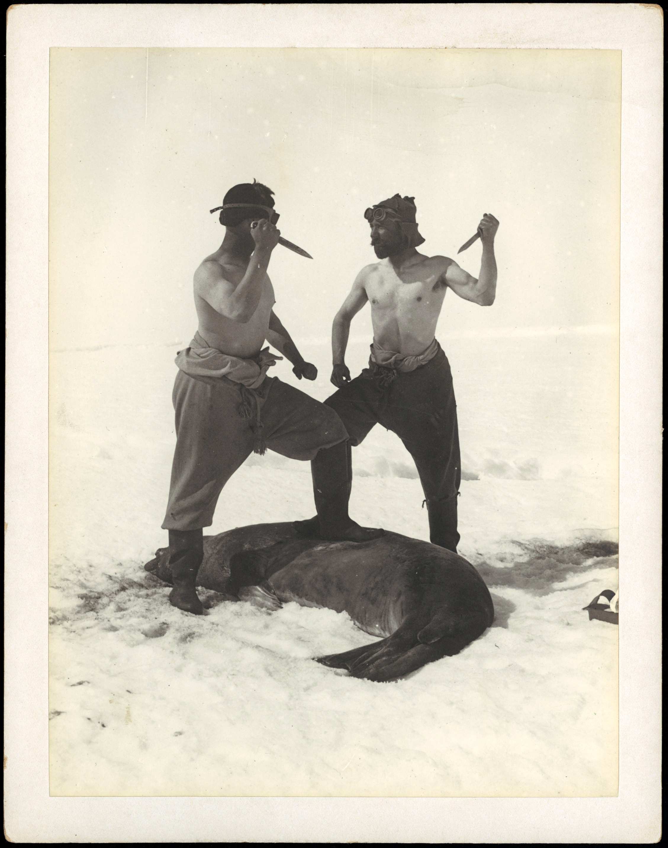 Recipe: Savoury seal brains on toast - ABC Radio National