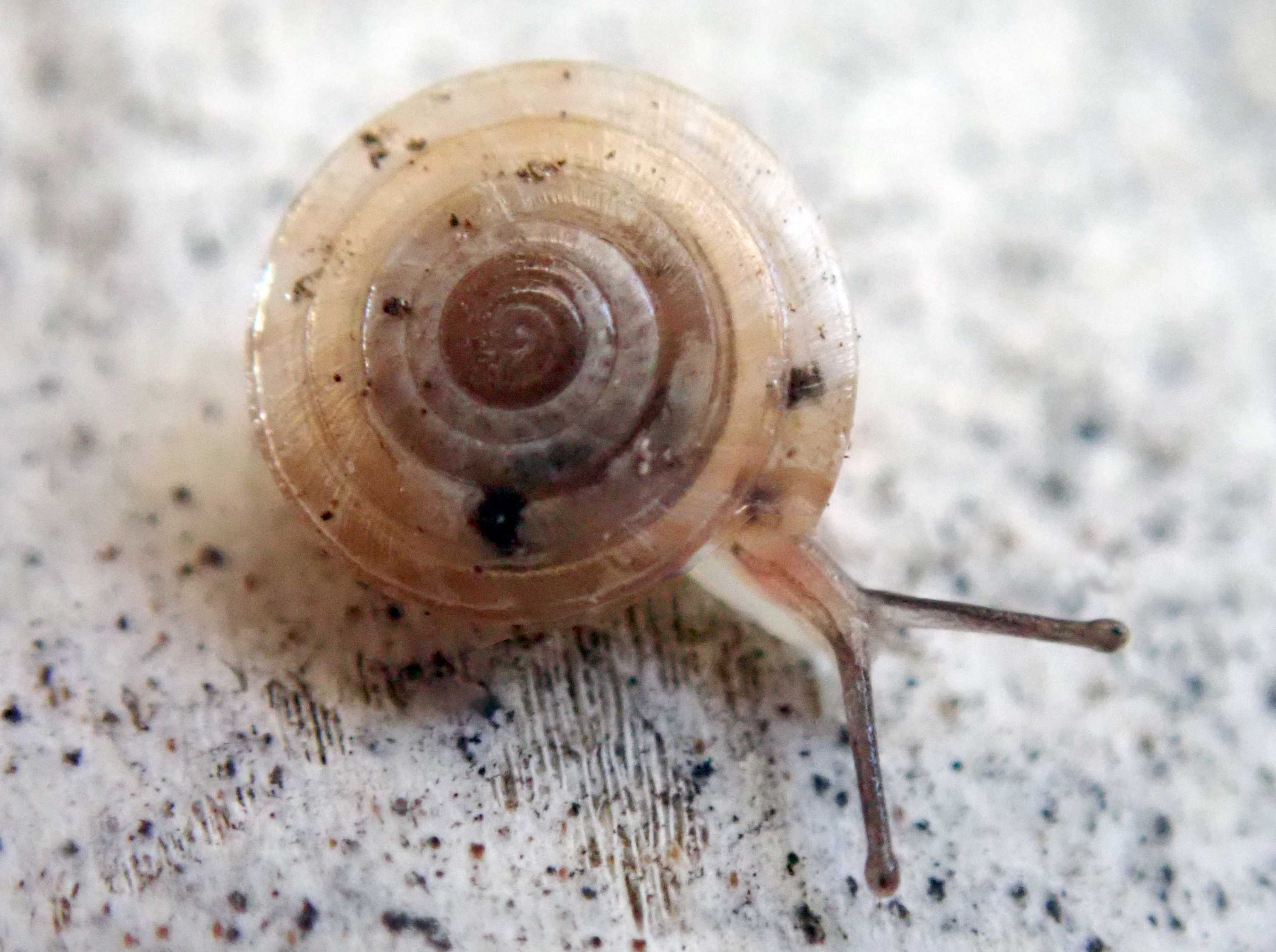 Norfolk Island snail believed extinct since the 1990s rediscovered ...