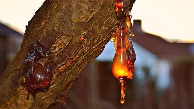 Use for resin and sap - ABC Education