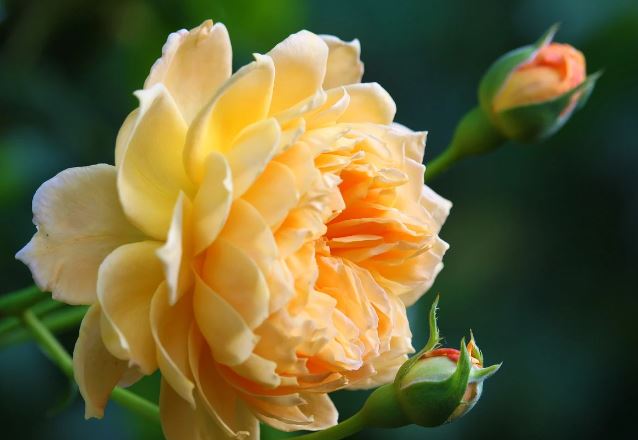 Ask Aunty: when tensions rise over a rose - ABC listen