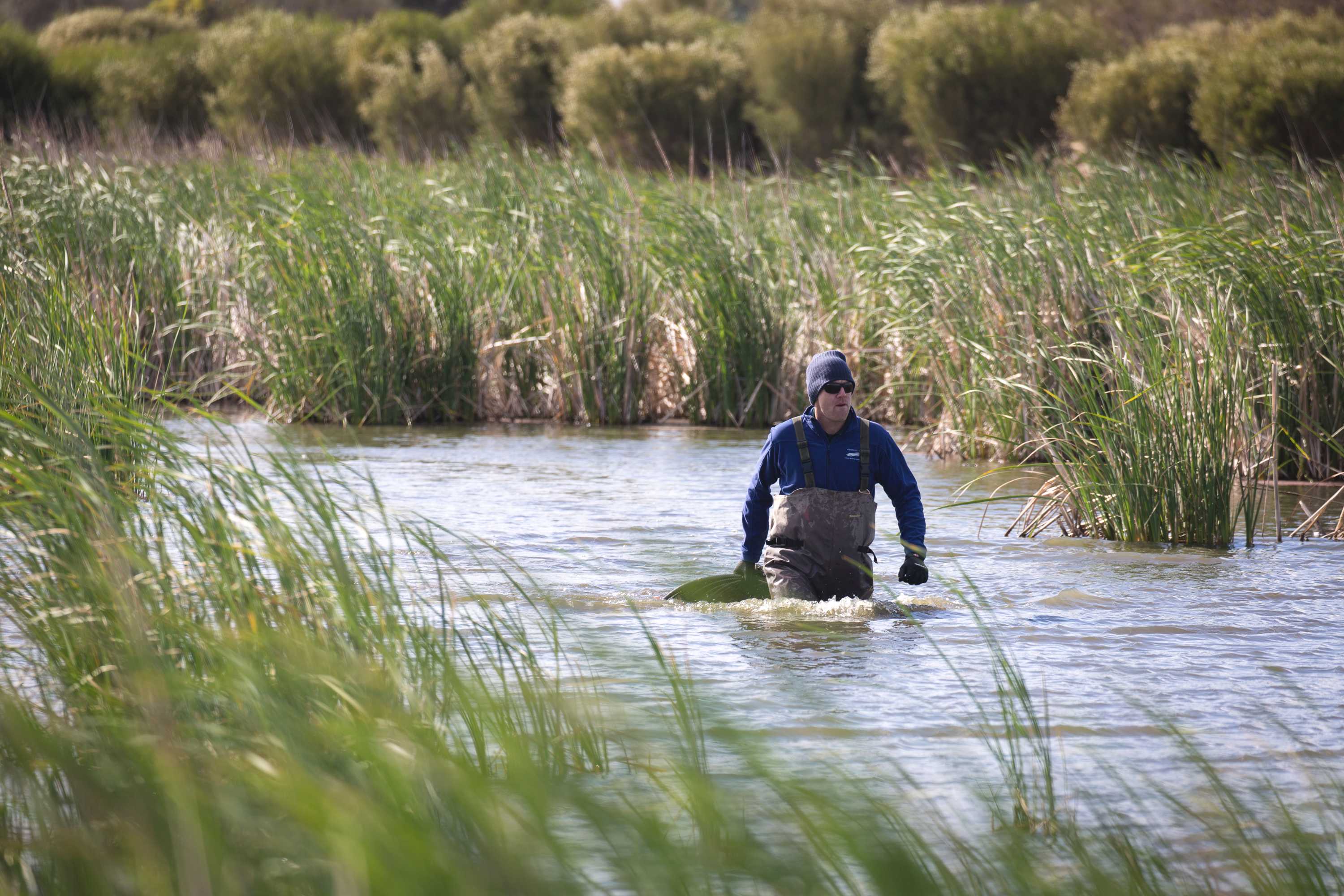 Critically endangered Murray River fish population booms in SA ...