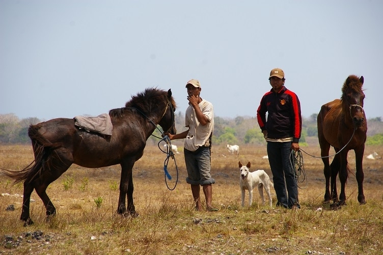 Cattlemen building relationships across Indonesia - ABC News