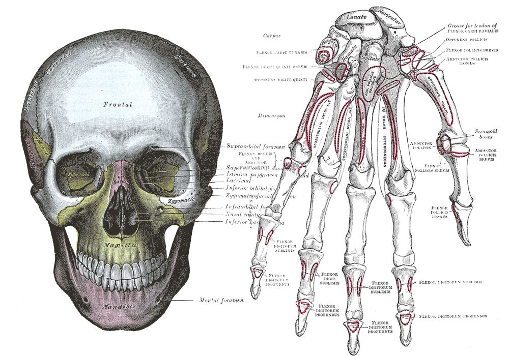 Gray’s Anatomy's forgotten illustrator - ABC Radio National