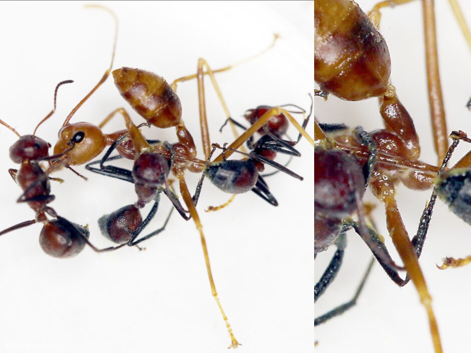 New 'exploding ant' species also blocks invaders with its massive head ...