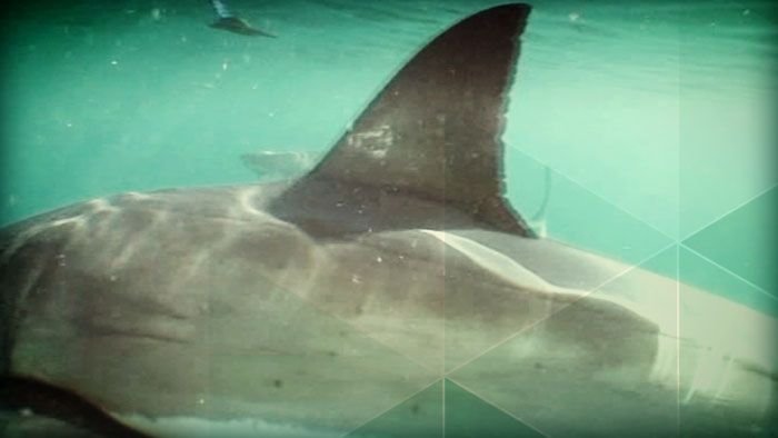 Shark Science - Behind The News