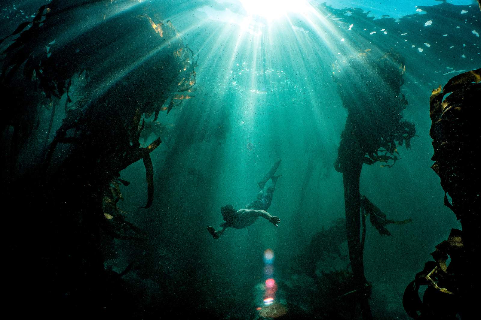 In the kelp forests with the student of My Octopus Teacher - ABC listen