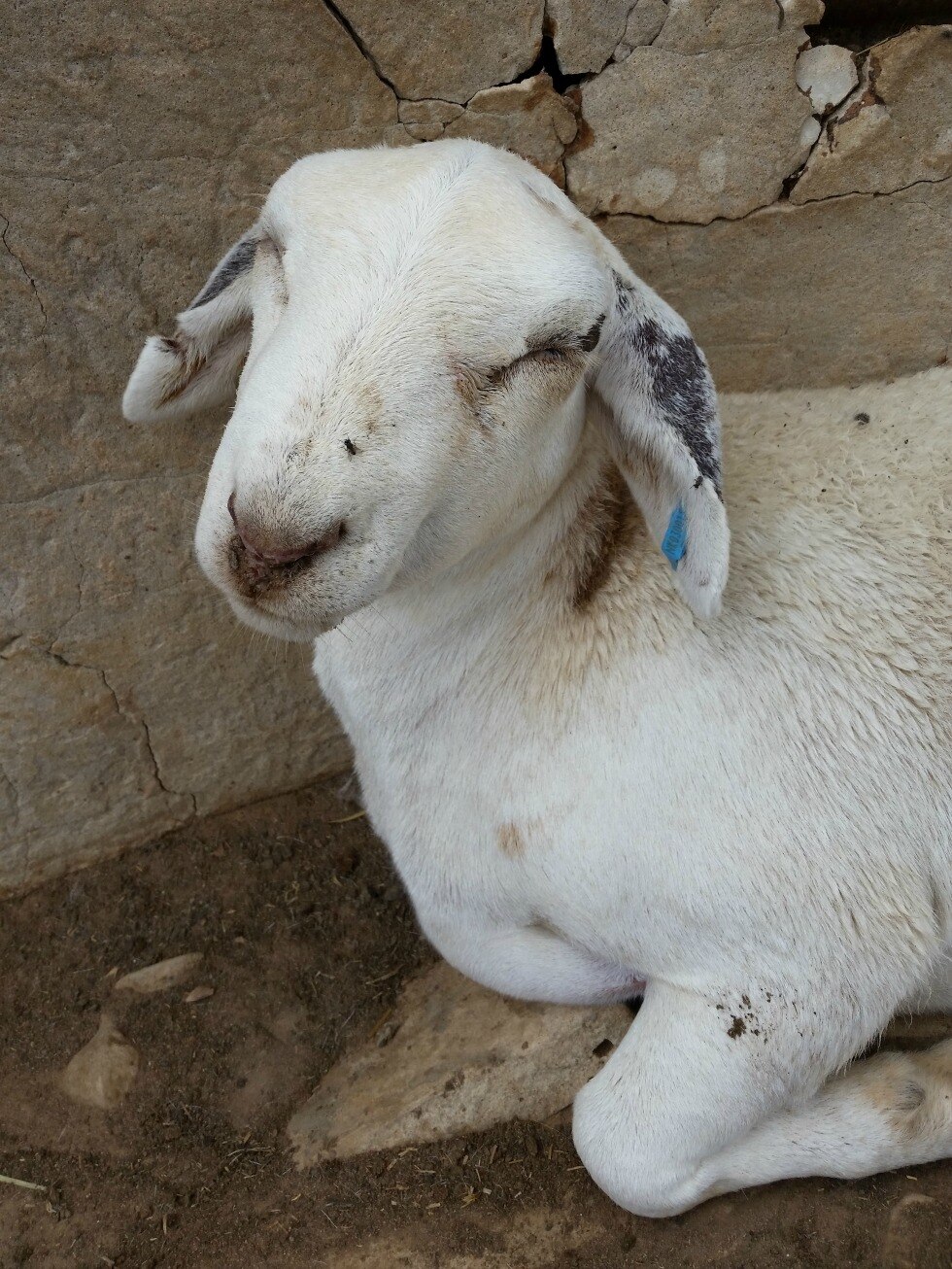 Toxic summer grasses cause photosensitivity in sheep - ABC News