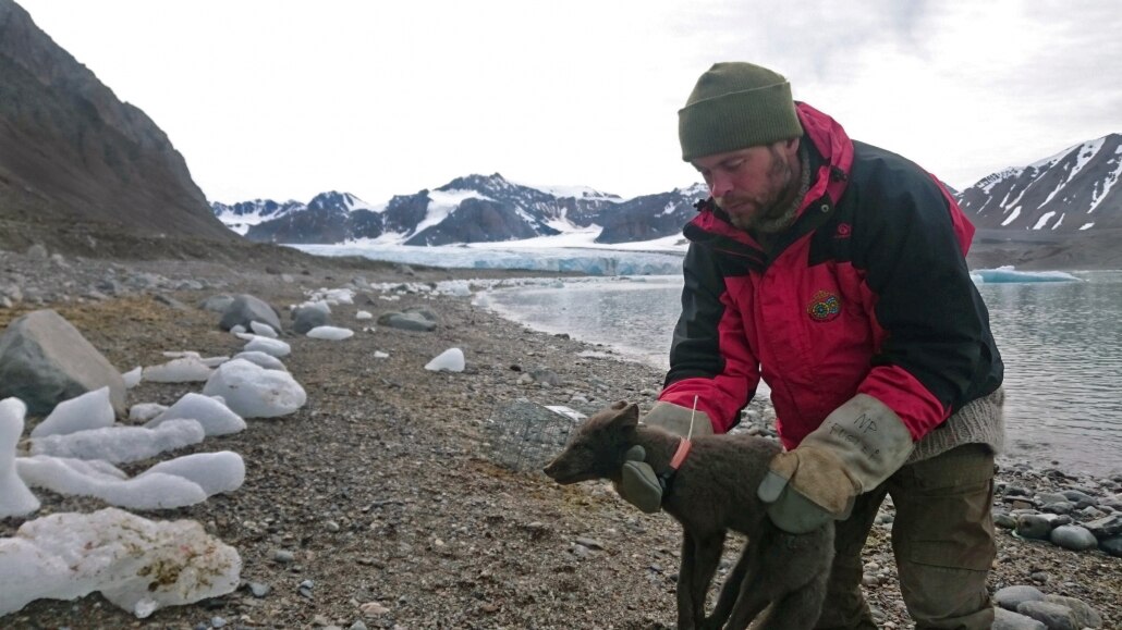 Arctic fox sets new record after walking from Norway to Canada in 76 ...
