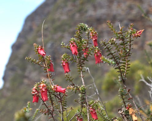 Unique Stirling Ranges Mountain Bells at risk of disappearing but ...