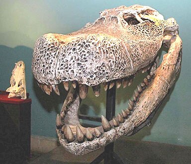 Explorers find 14m croc fossil - ABC News