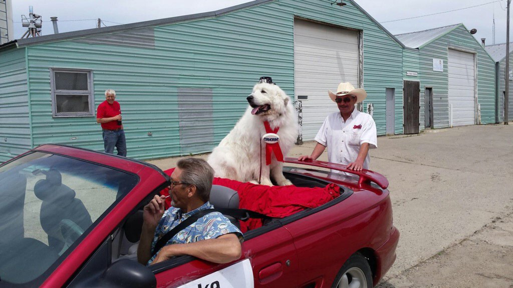 Dog elected as Cormorant town mayor in Minnesota for third term in a ...