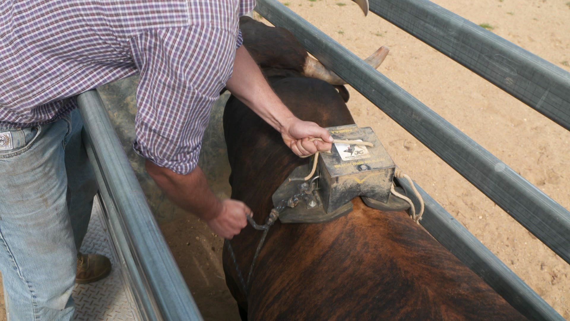 Bucking bull owners spend months caring for and training their bovines ...