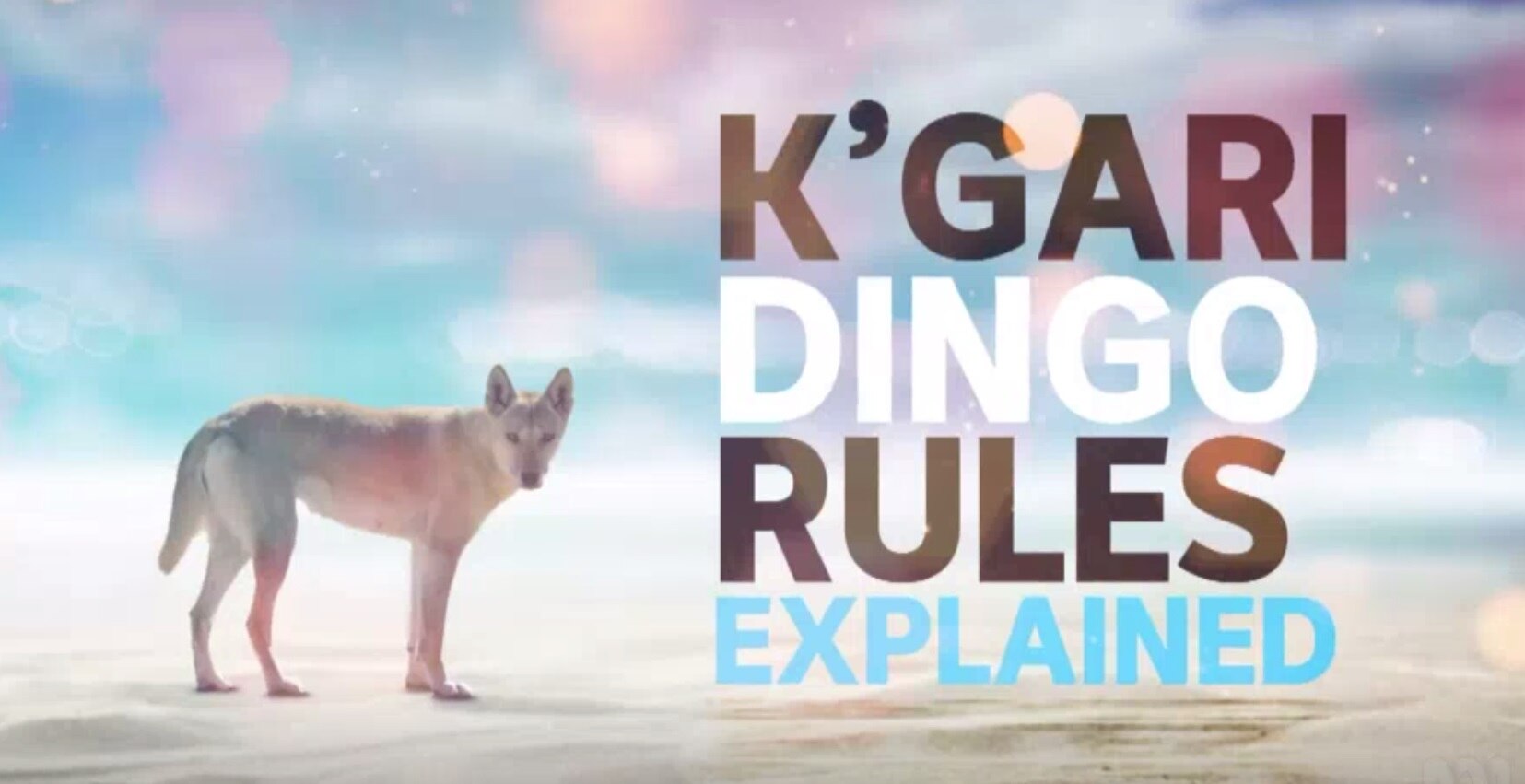 K'gari rangers crack down on dingo feeding - ABC News