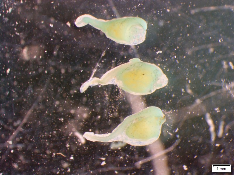 Fast-flowing Murray River creates perfect spawning conditions for ...